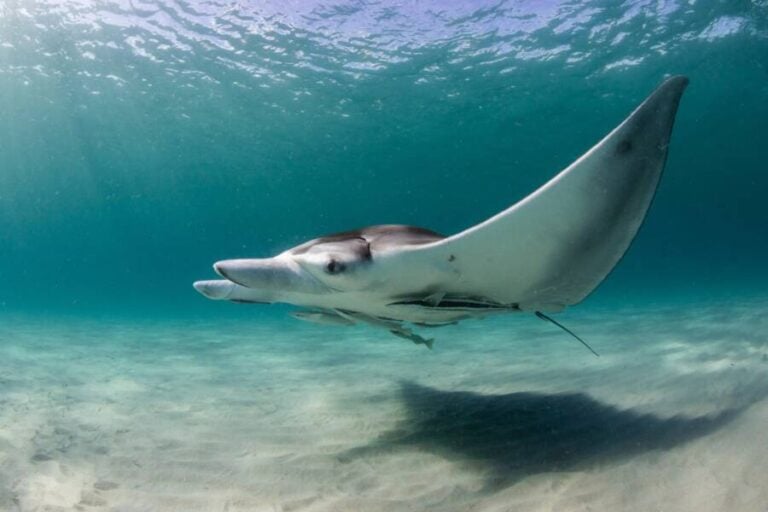 Scientists Have Found A Third Species Of Manta Ray