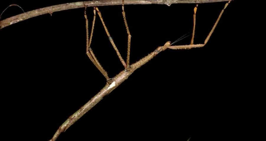 A Massive New Stick Insect Species Was Just Identified In Australia