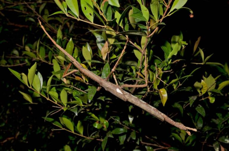 A Massive New Stick Insect Species Was Just Identified In Australia