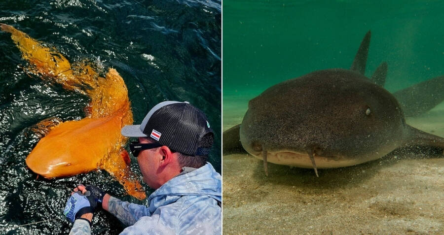 Rare Orange Nurse Shark Spotted Off Of Costa Rica