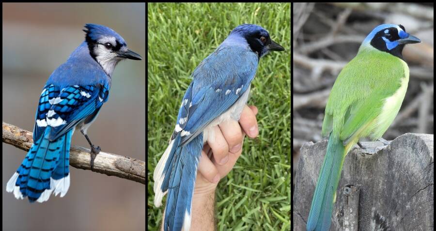 What Is A 'Grue Jay'? Meet This New Hybrid Bird Found In Texas