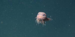 ‘Adorable’ Deep-Sea Snailfish Discovered Off California Coast
