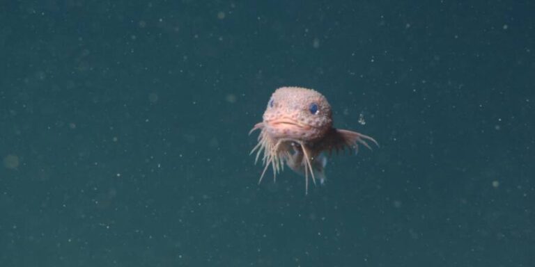 ‘Adorable’ Deep-Sea Snailfish Discovered Off California Coast