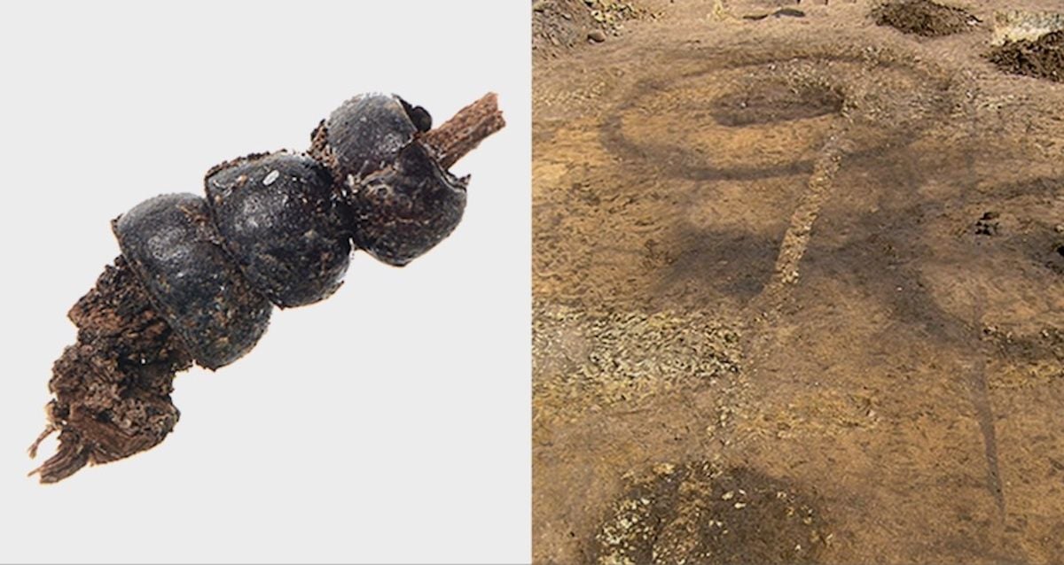 Interesting Curiosities From All That Is Interesting