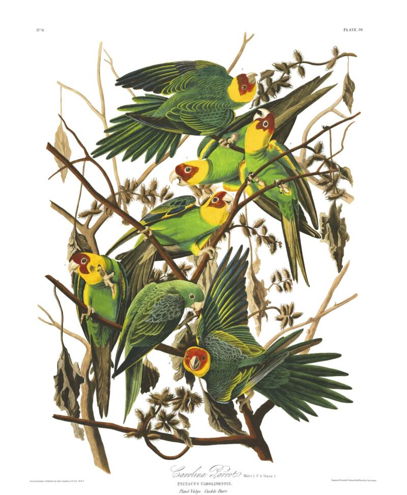 John James Audubon's Classic Sketches Of America's Birds