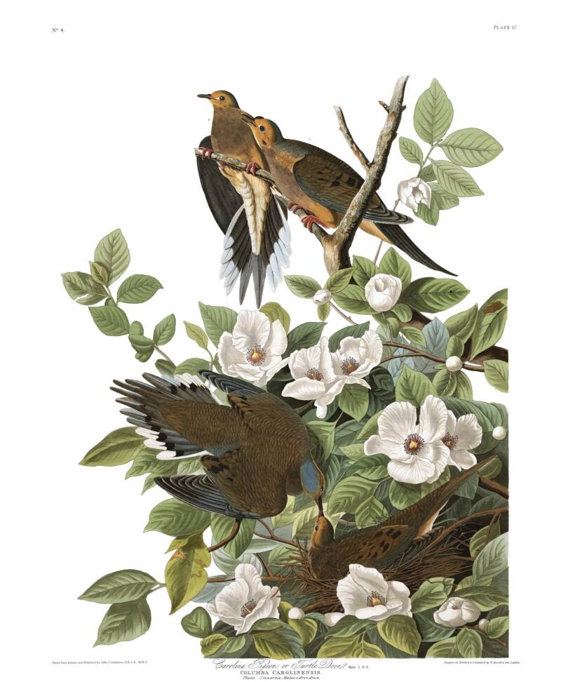 John James Audubon's Classic Sketches Of America's Birds