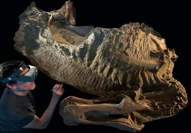 'Mummy' Dinosaur Fossil With Preserved Skin Found In Wyoming