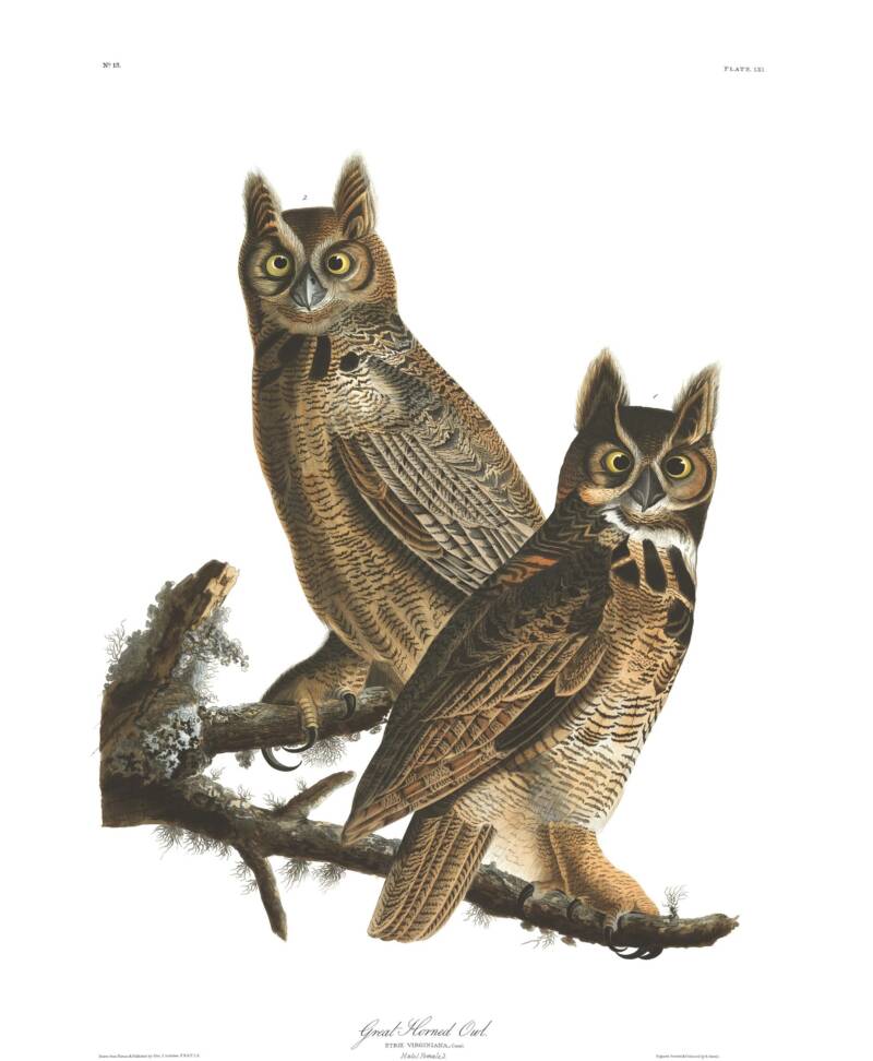 John James Audubon's Classic Sketches Of America's Birds