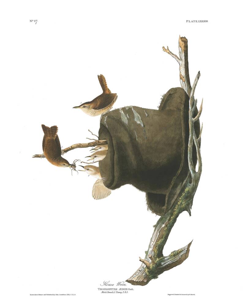 John James Audubon's Classic Sketches Of America's Birds
