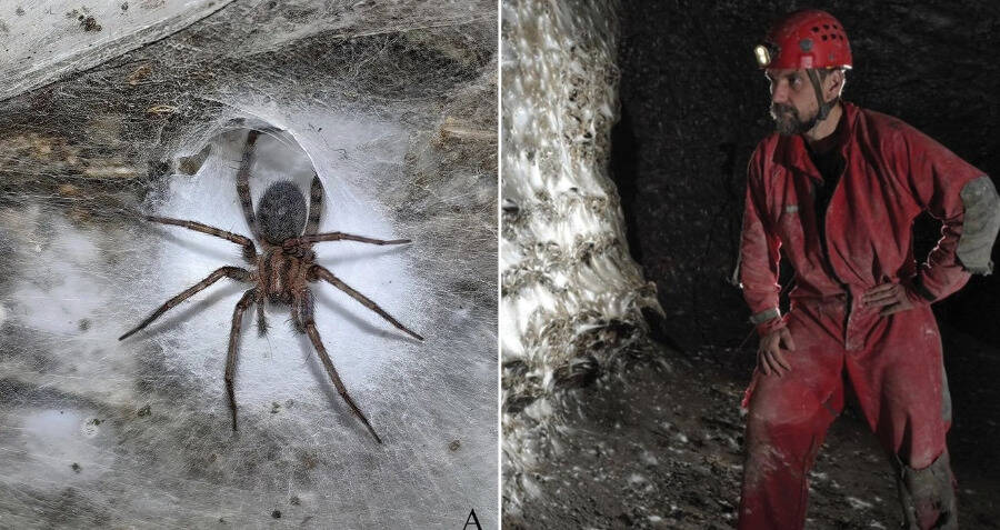 Scientists Have Found The World's Largest Spider Web