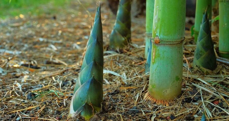 Bamboo Torture: The History Of This Agonizing Method Of Torment