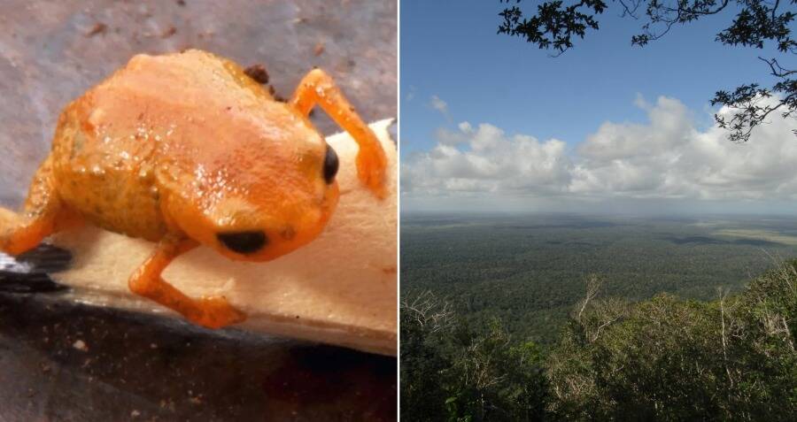 New Species Of Tiny Pumpkin Toadlet Found In Brazil's Mountains