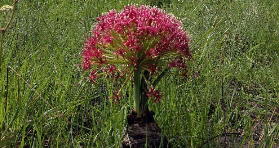 Arrow Poison Identified On Prehistoric Arrows From South Africa