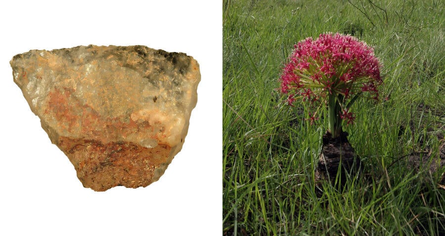 Arrow Poison Identified On Prehistoric Arrows From South Africa