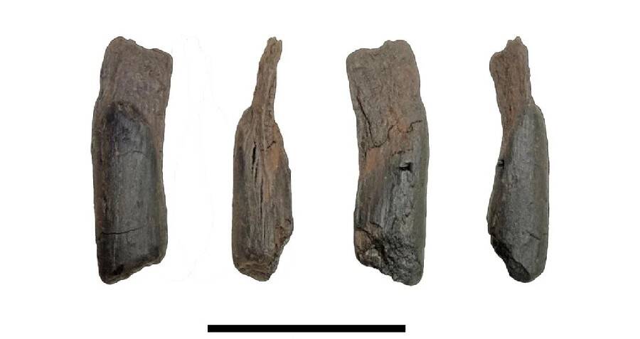 430,000-Year-Old Stick Could Be World's Oldest Wooden Tool